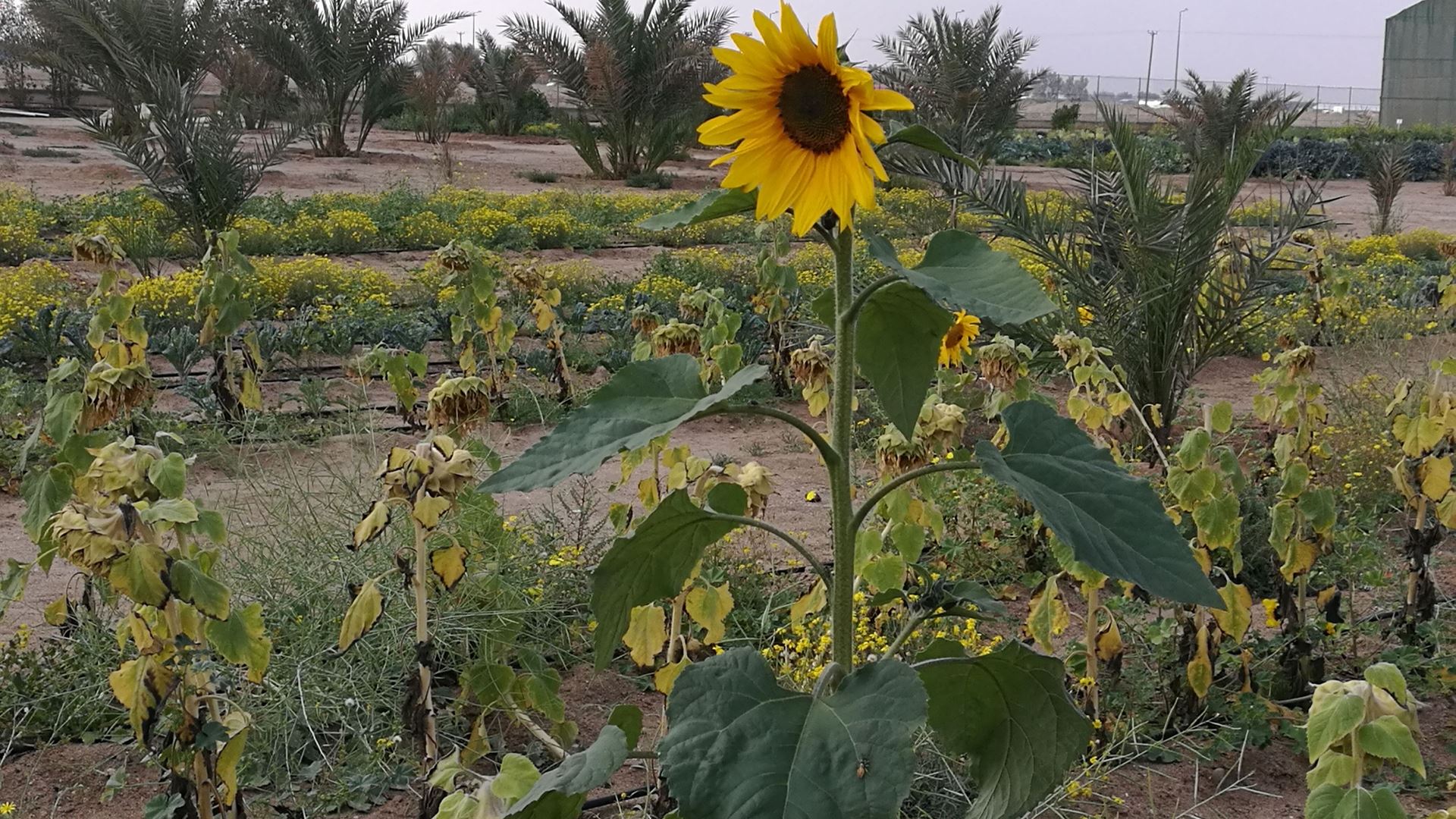 Photos ... Great Day at Sadeer Farms in Abdali | Daleeeel.com