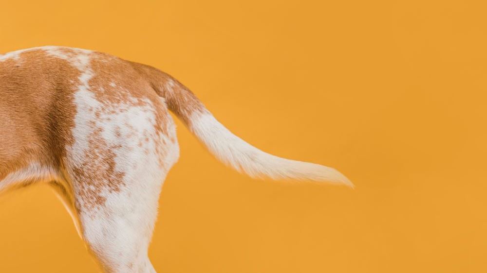How to Interpret Movements of Dog's Tail | Daleeeel.com