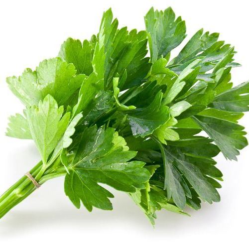 Coriander | Daleeeel.com